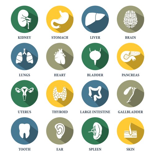 Human Body Organs Vector Images (over 66,000)