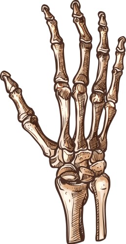 Wrist Vector Images (over 42,000)