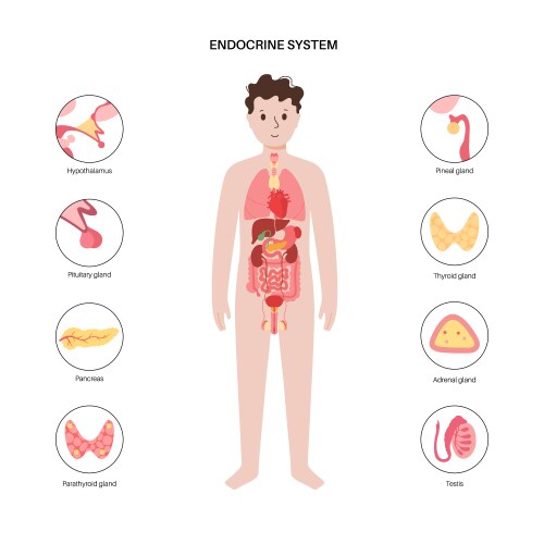 Human Endocrine System Diagram Royalty Free Vector Image