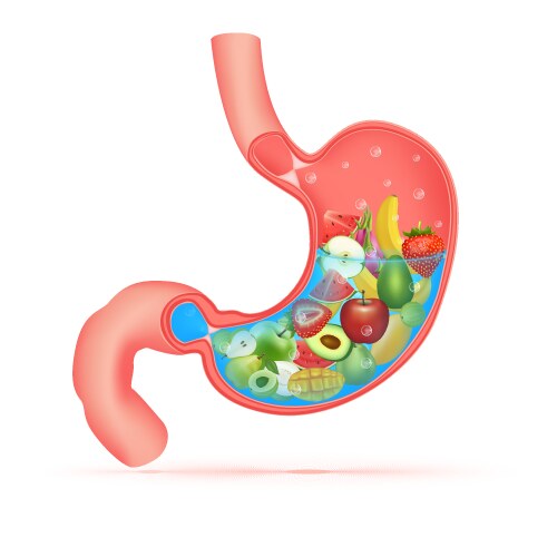 Best foods for digestive system Royalty Free Vector Image