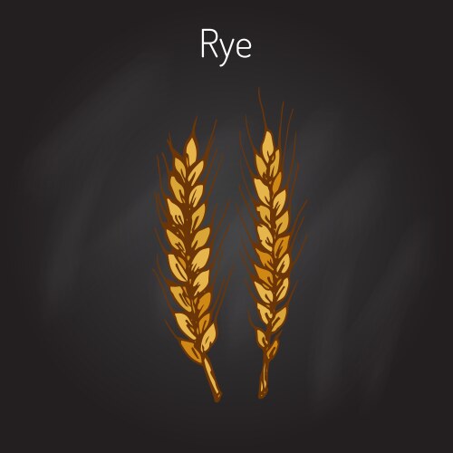 Hand draw rye ears sketch Royalty Free Vector Image