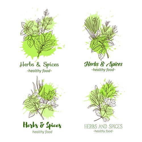 Hand drawn sketch herbs and spices Royalty Free Vector Image