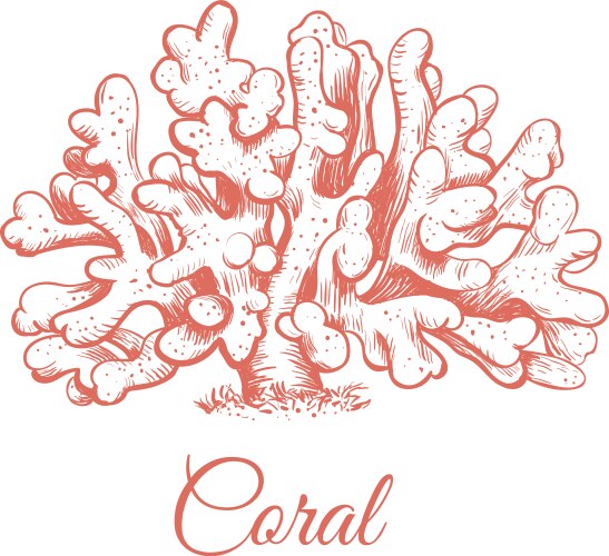 Coral pattern Royalty Free Vector Image - VectorStock