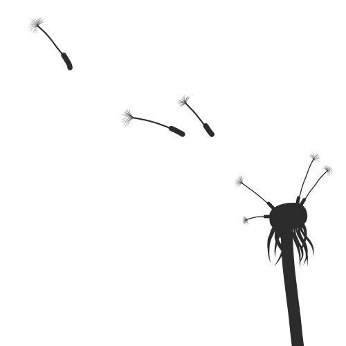 Dandelion flower with flying seeds Royalty Free Vector Image