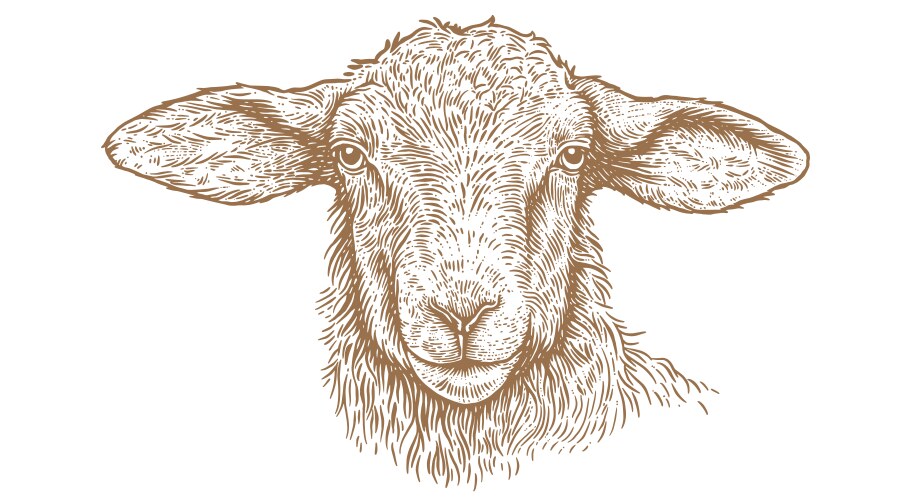 Sheep hand drawn realistic Royalty Free Vector Image Sheep hand drawn realistic Royalty Free Vector Image