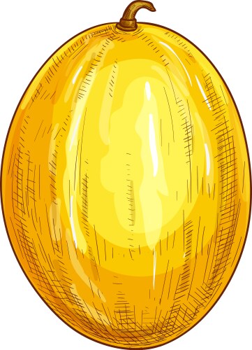 Melon isolated sketch muskmelon fruit Royalty Free Vector