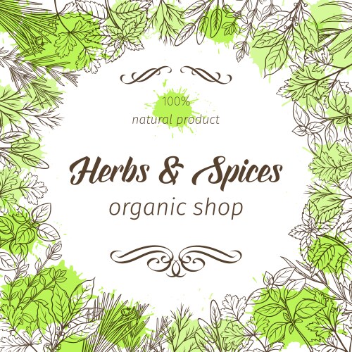 Sketch herbs and spices Royalty Free Vector Image
