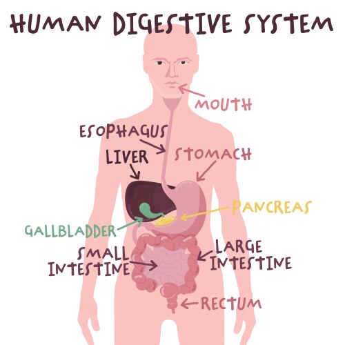 Cartoon Digestive System Vector Images (over 4,800)