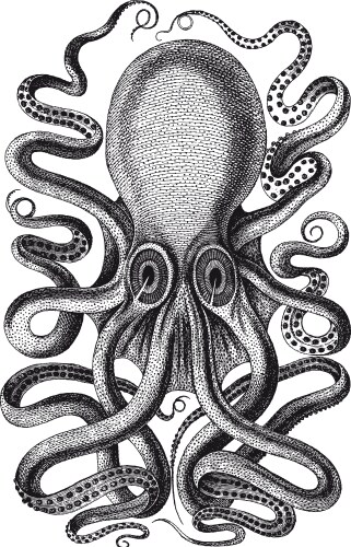 Octopus hand drawing vintage engraving on white Vector Image
