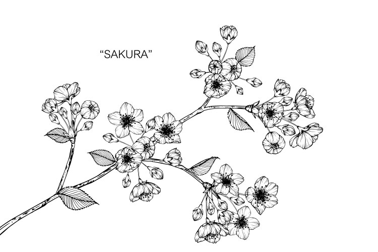 Sakura flower drawing Royalty Free Vector Image