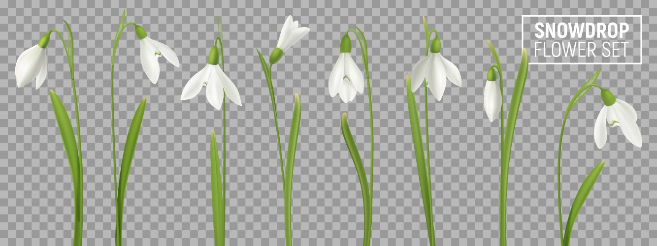 Snowdrop Vector Images (over 4,500)