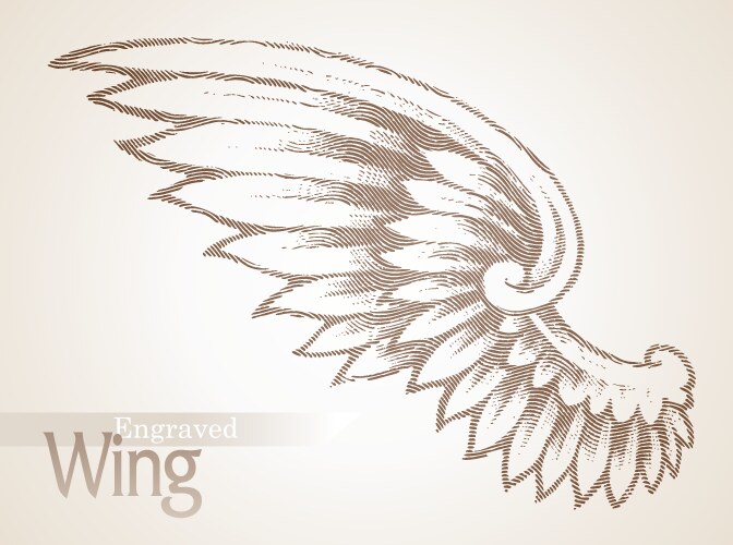 Wing Vector Images (over 480,000)