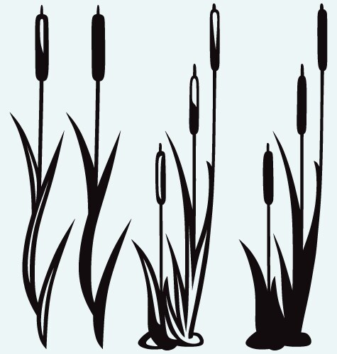 Reed Royalty Free Vector Image - VectorStock