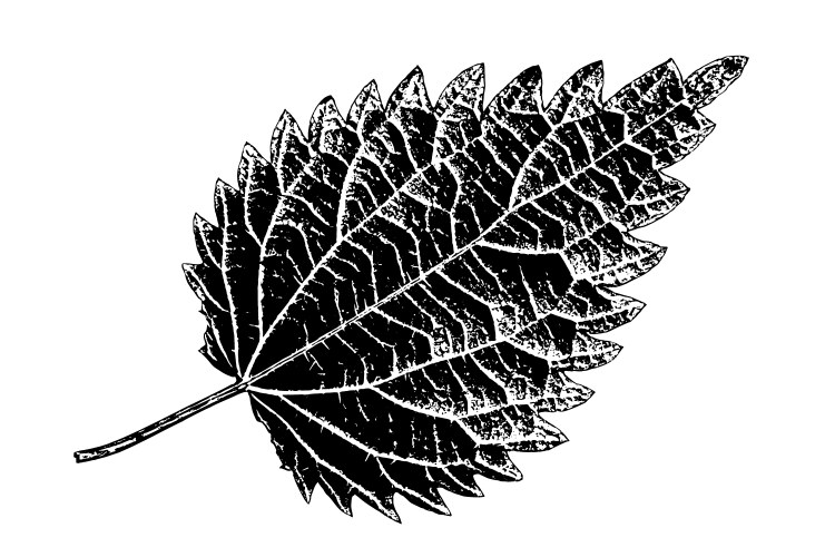 Black leaf realistic texture overlay Royalty Free Vector