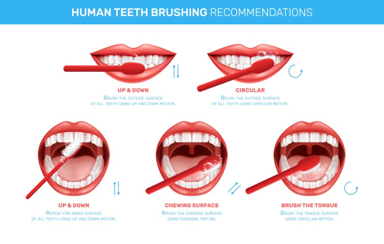 How to brush teeth brushing tooth instruction Vector Image