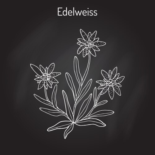 Edelweiss Vector Images (over 500)