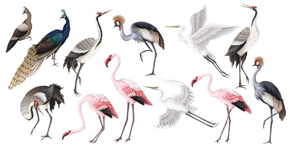 Bird Vector Images (over 630,000)