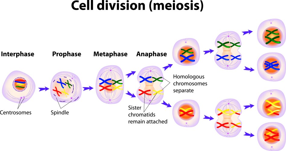 Cell Division Vector Images (over 1,400)
