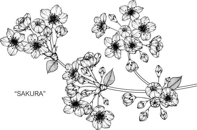 Sakura flower drawing Royalty Free Vector Image