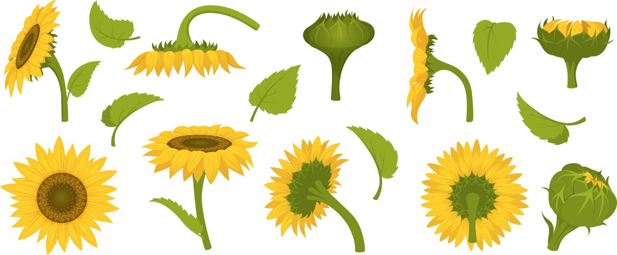 Sunflower Vector Images (over 53,000)