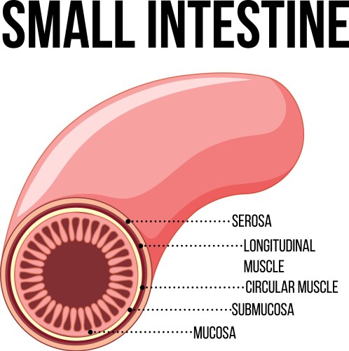 Small Intestine Vector Images (over 2,900)
