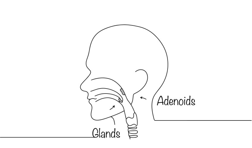 Pharynx Vector Images (over 560)
