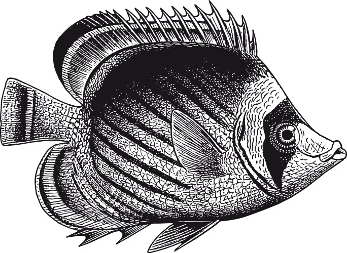 Goldfish drawing engraving Royalty Free Vector Image