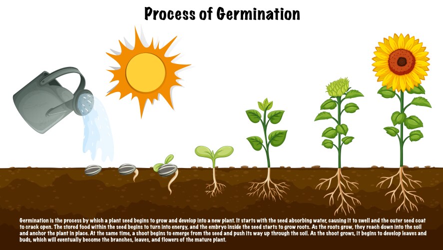 Process Of Germination Diagram Seed Germination Cross Sectio