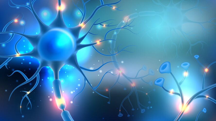 Realistic neuron anatomy Royalty Free Vector Image