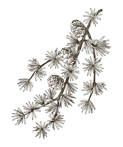 Golden larch pseudolarix amabilis medicinal Vector Image
