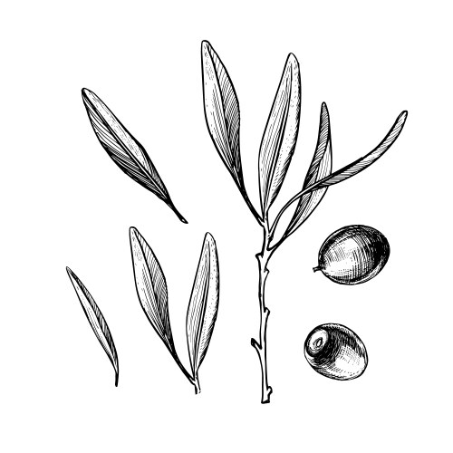 Olive Tree Drawing Vector Images (over 49,000)