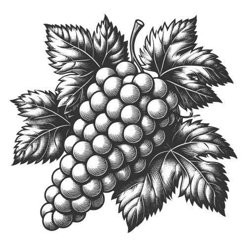 Grapes and vine leaves engraving Royalty Free Vector Image