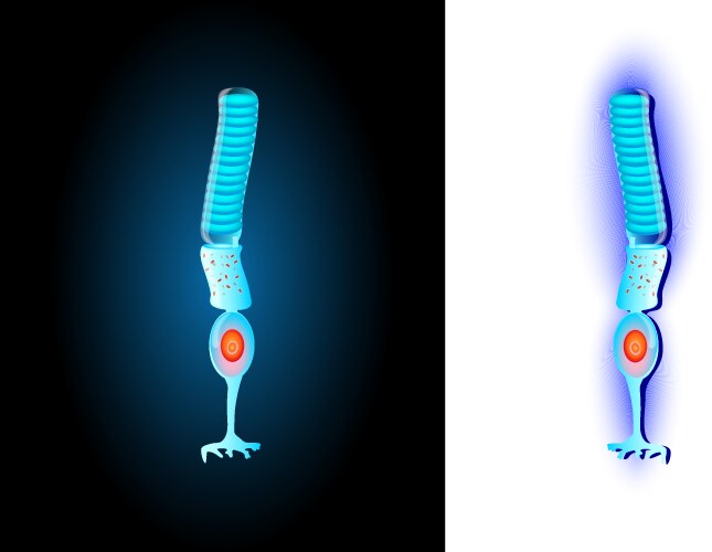Rod cells and cone Royalty Free Vector Image - VectorStock