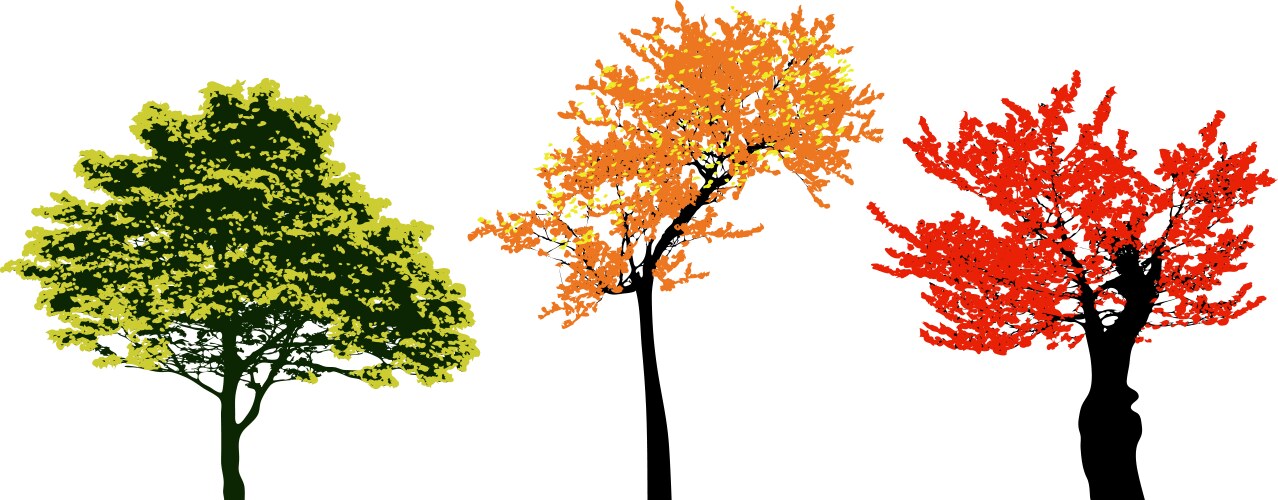 Autumn tree maple Royalty Free Vector Image - VectorStock