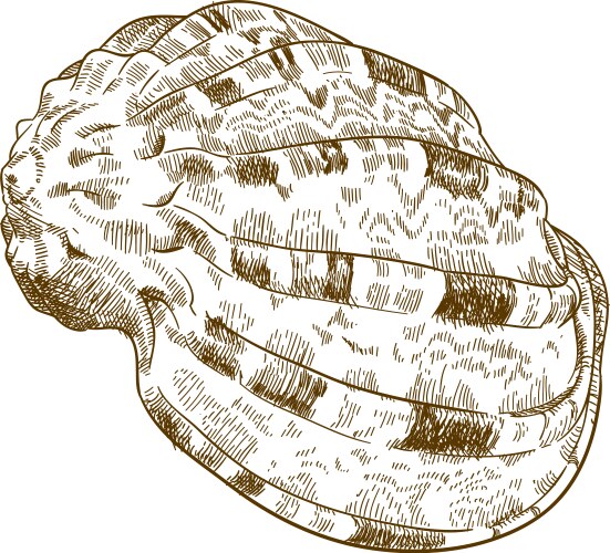 Conch Vector Images (over 9,800)