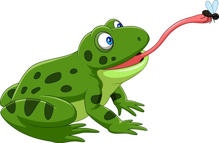 Frog and fly Royalty Free Vector Image - VectorStock