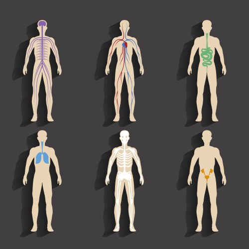 Body Systems Vector Images (over 46,000)
