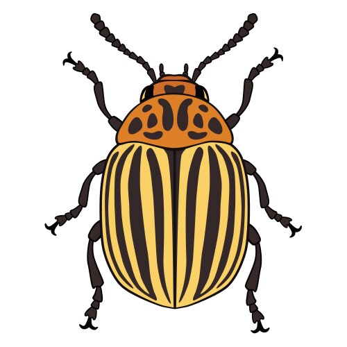 Potato beetle insect cartoon Royalty Free Vector Image