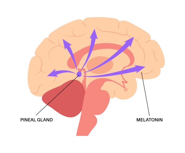 Pineal gland anatomy Royalty Free Vector Image