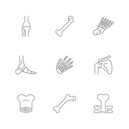 Bones of the arm and shoulder Royalty Free Vector Image