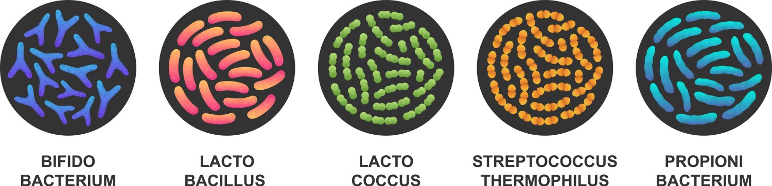 Set of probiotic bacteria in a circle good Vector Image