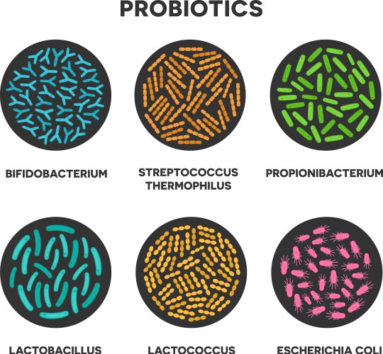 Set of probiotic bacteria in a circle good Vector Image