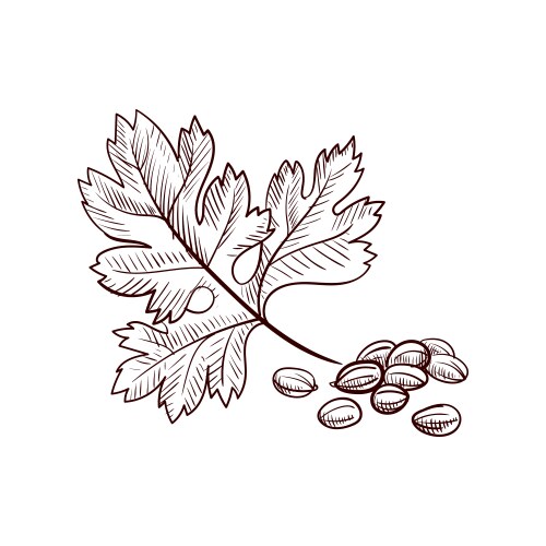 Coriander Drawing Vector Images (over 640)