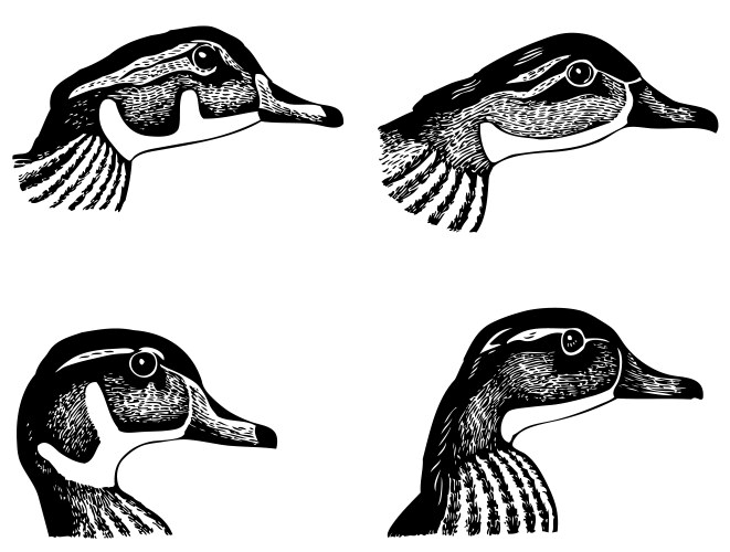 Ducks Vector Images (over 59,000)
