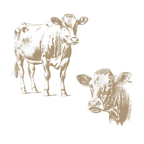 Cow bull beef head meat tag label Royalty Free Vector Image