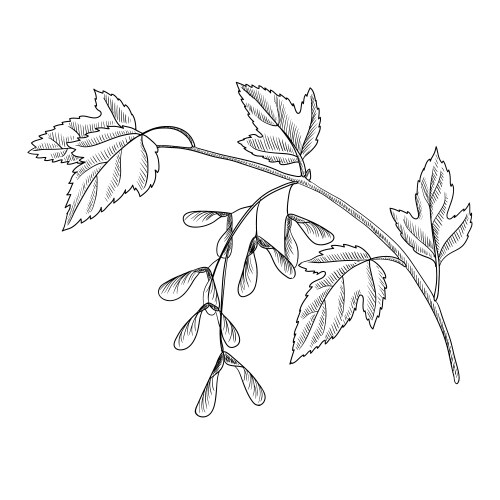 Line Drawing Maple Leaf Vector Images (over 2,700)