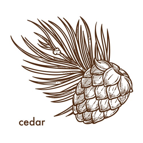 Cedar Vector Images (over 10,000)