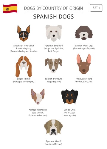 Dogs by country of origin spanish dog breeds Vector Image