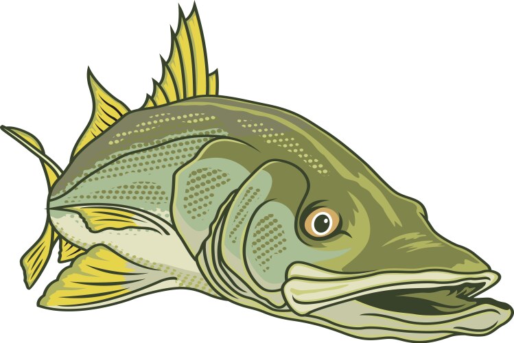 Snook Vector Images (56)
