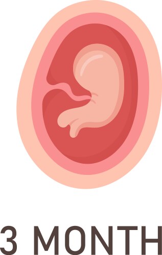 Pregnant Woman Inside Anatomy Vector Images (over 120)